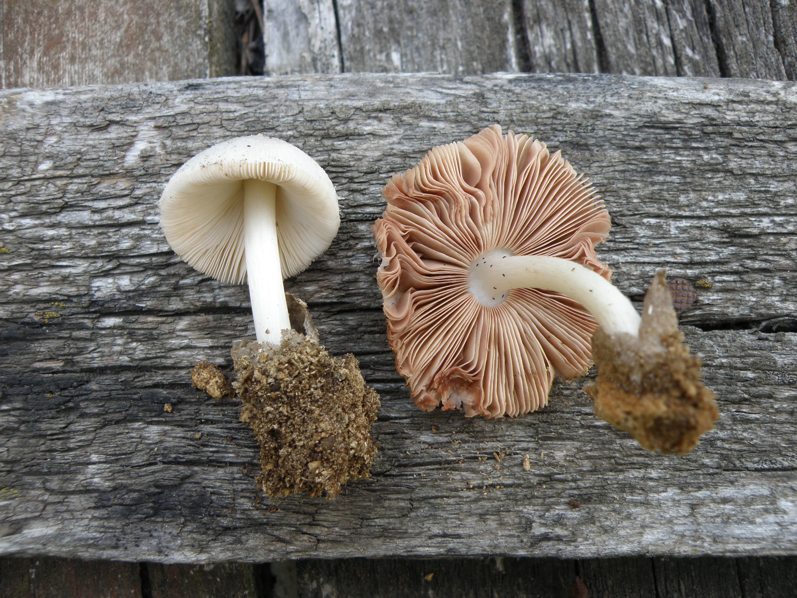Volvariella caesiotincta