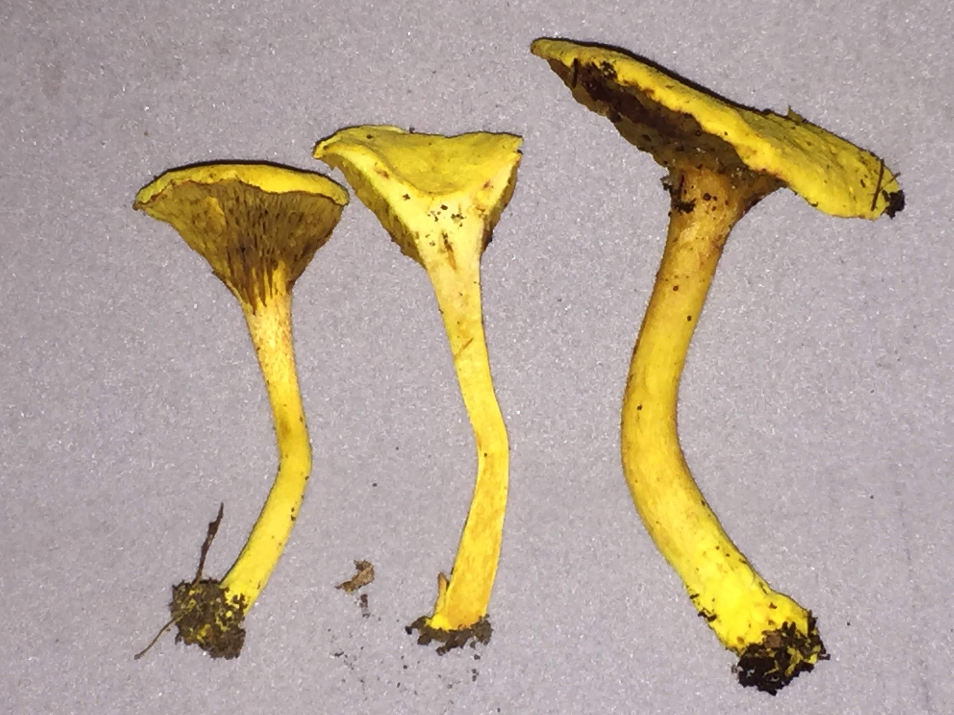 Phylloporus fibulatus