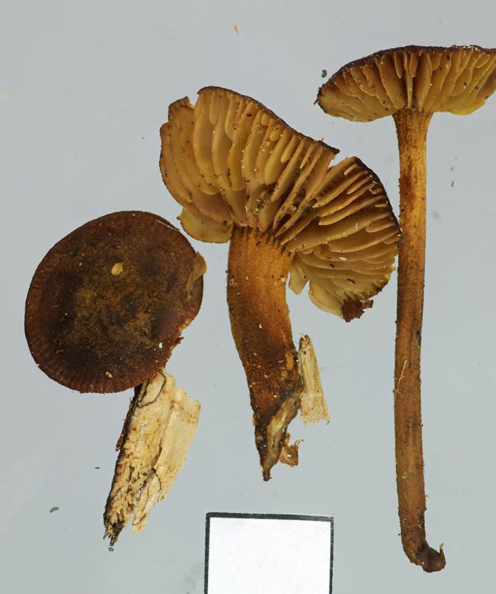 Heimiomyces atrofulvus