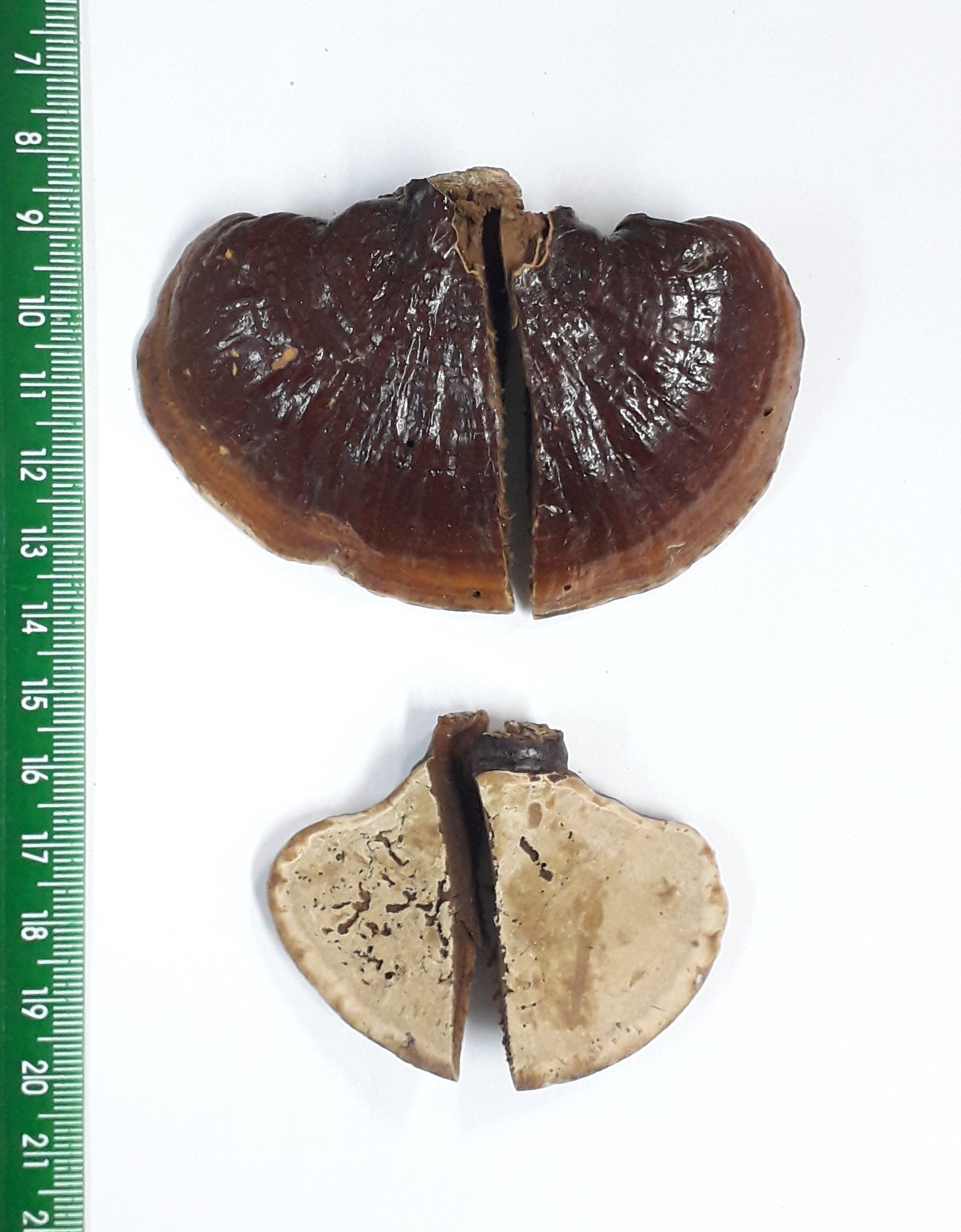 Ganoderma orbiforme