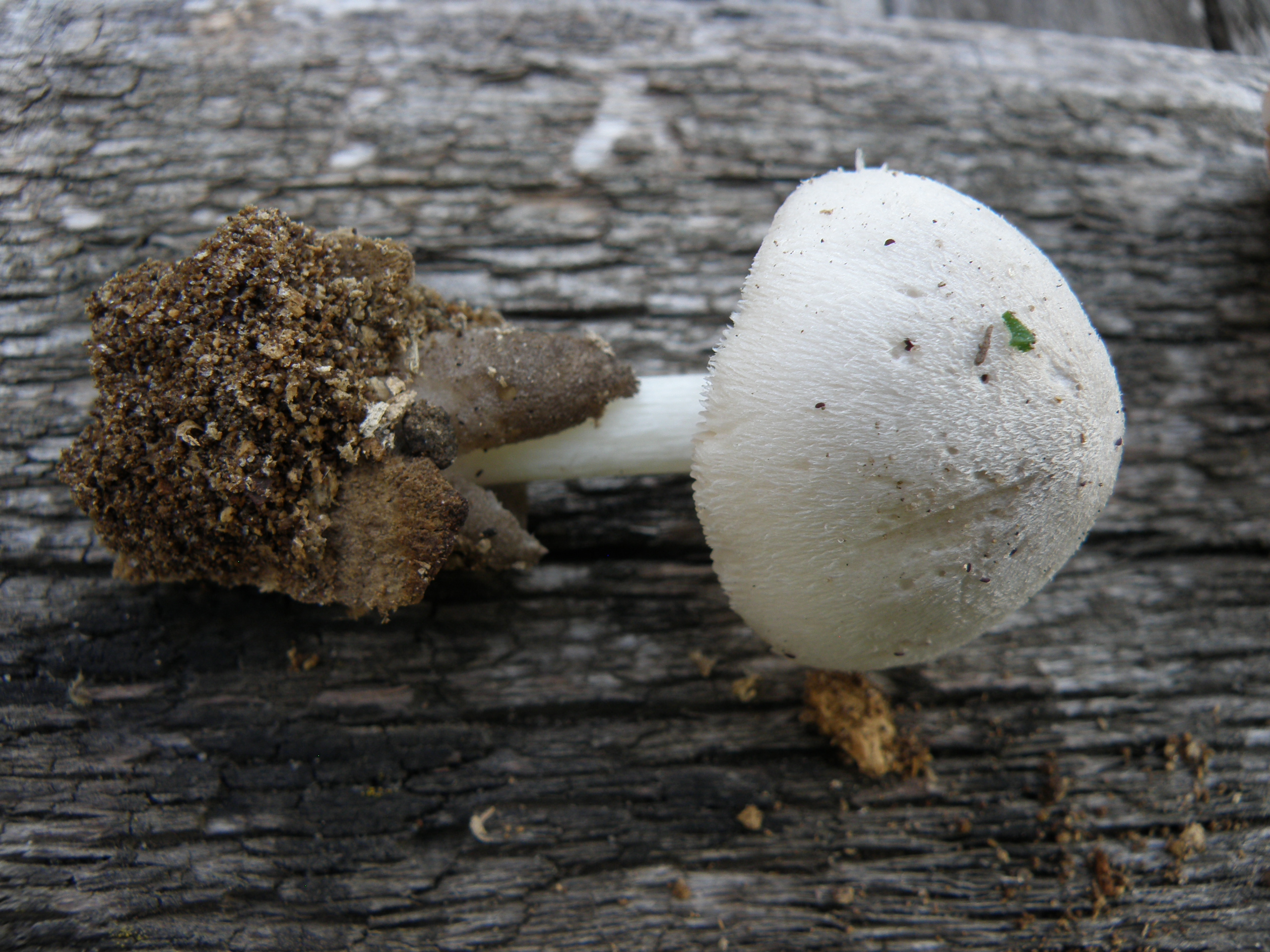 Volvariella caesiotincta