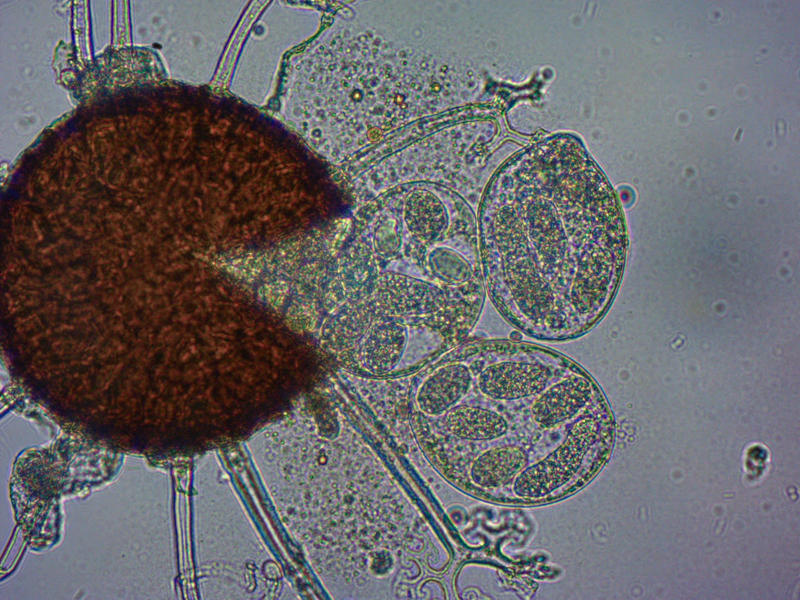 Erysiphe alphitoides