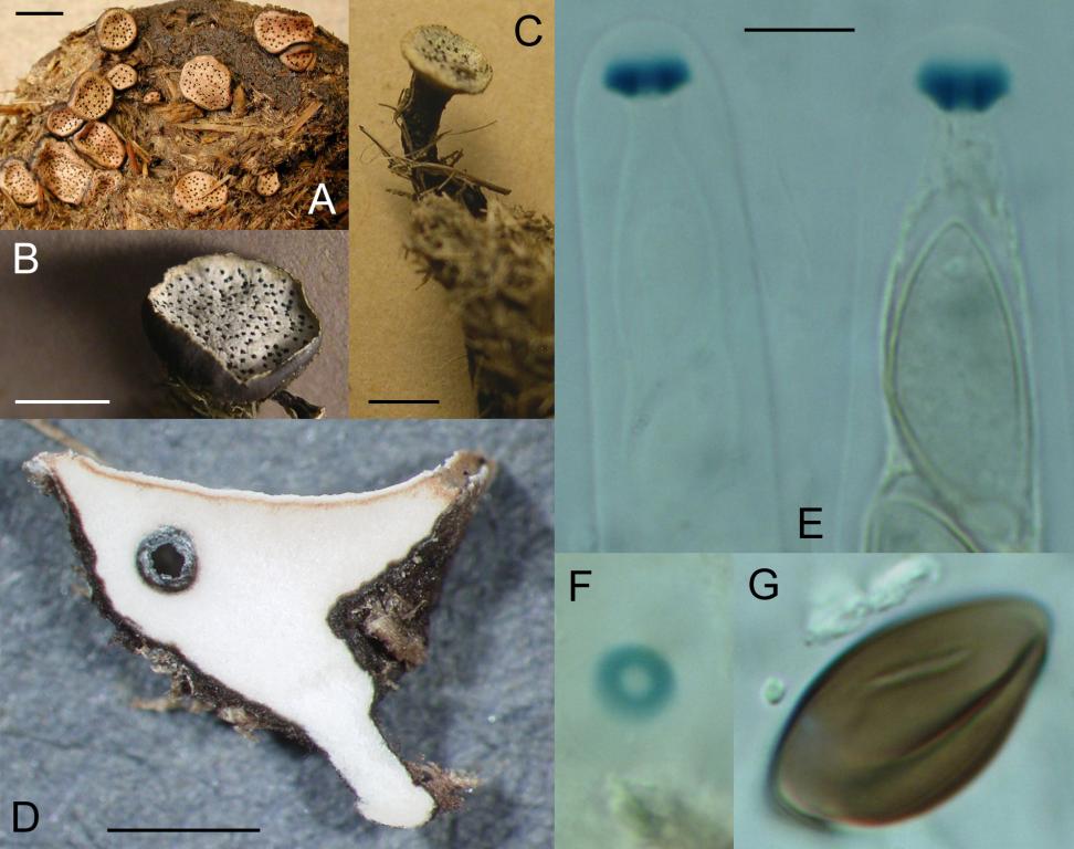 Poronia punctata