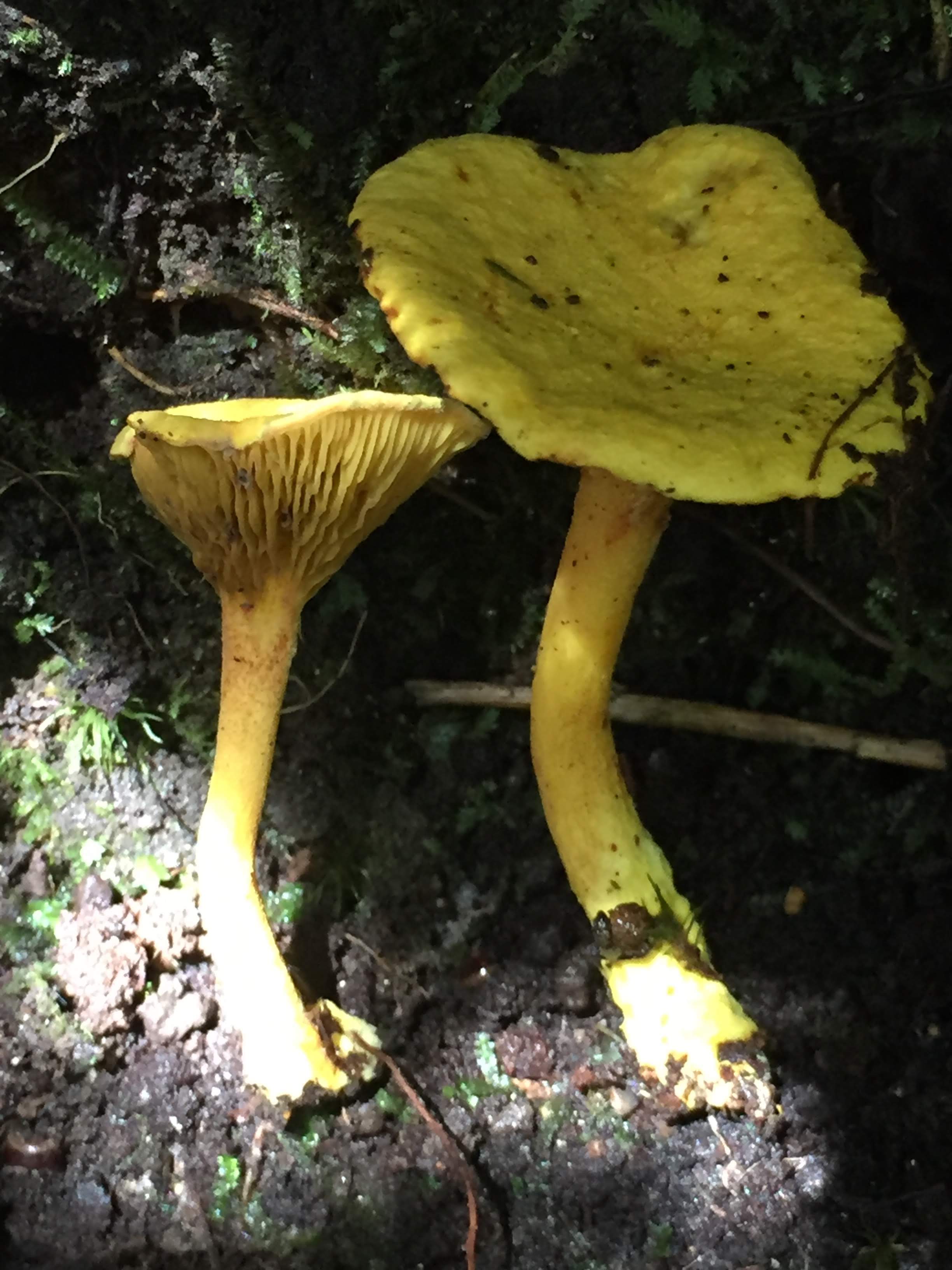 Phylloporus fibulatus