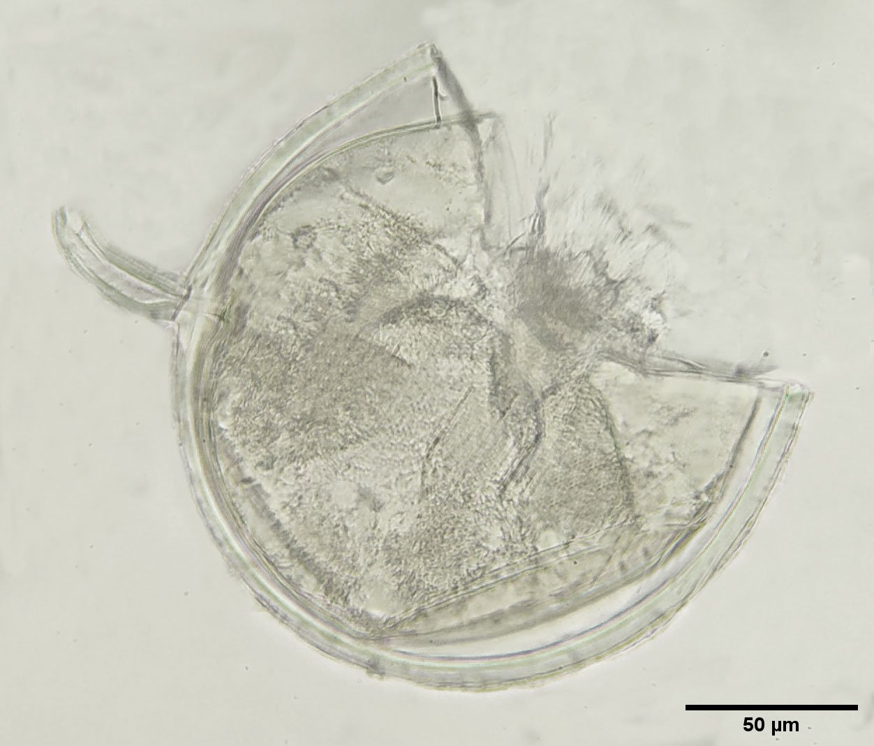 Rhizophagus clarus